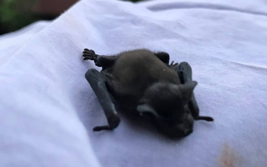 Fledermausbabys erfolgreich an die Mütter zurückgeführt - NABU ...